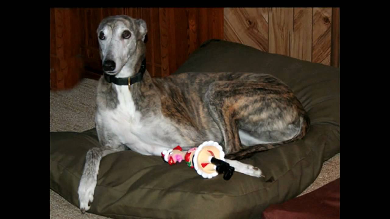Greyhound Angels Adoption Video - YouTube