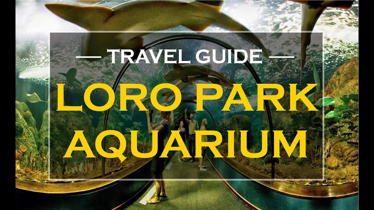 LORO PARQUE AQUARIUM ( FROM THE DEPTH OF THE SEAS ) - YouTube