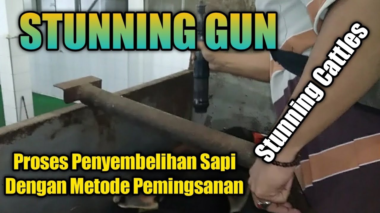 STUNNING GUN || Metode Pemingsanan Sapi Impor (Stunning Training Vidio ...