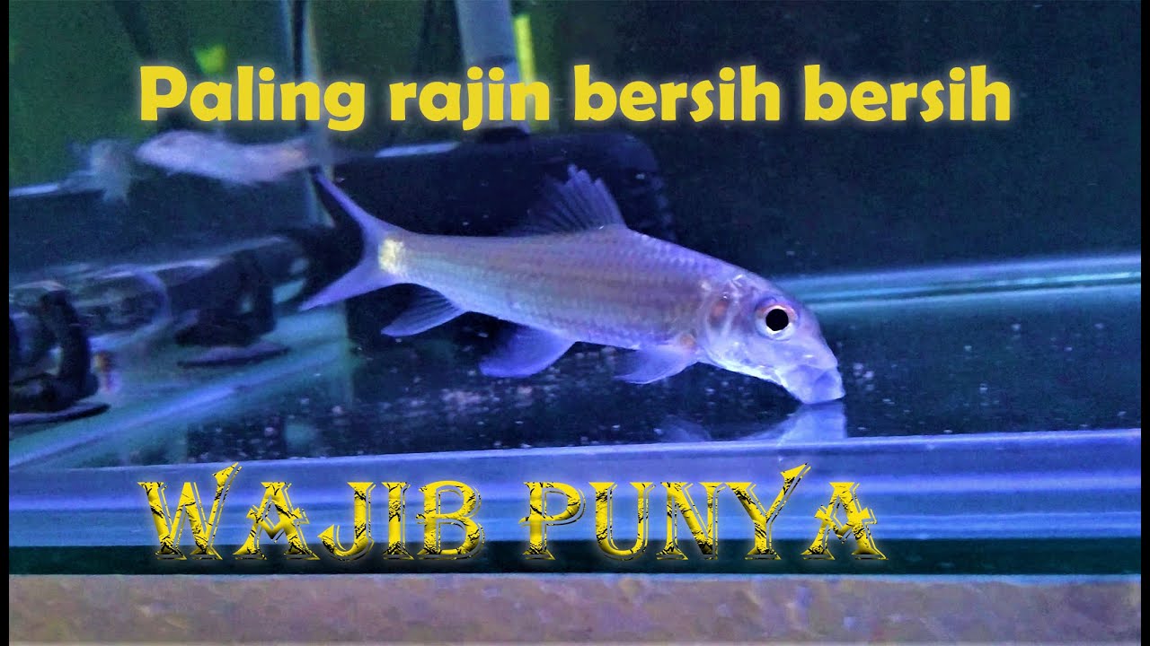 Julieni barb Review ikan tankmate predator - YouTube