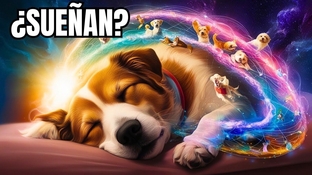 La Ciencia Detrás de los Sueños de tu Perro - YouTube