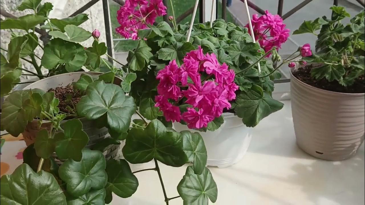 #28 Лучший стимулятор цветения - YouTube