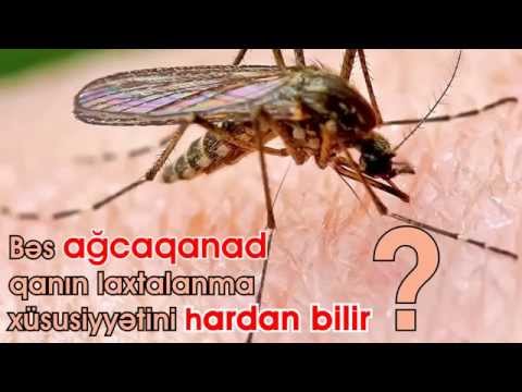 SEVİMLİ CANLILAR - AĞCAQANAD MÖCÜZƏSİ