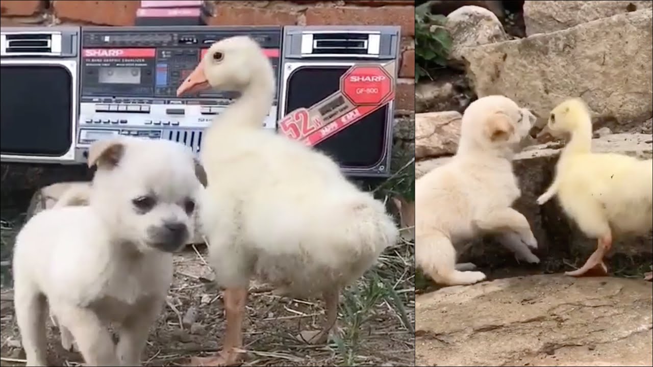 Ducks and dogs playing together - YouTube