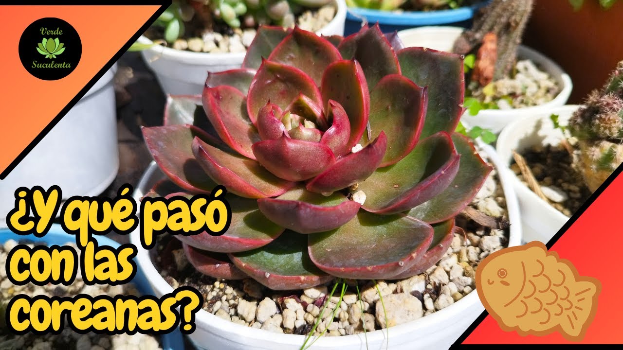 Desde su llegada al jardín hasta unos meses después, así van las sucus ...