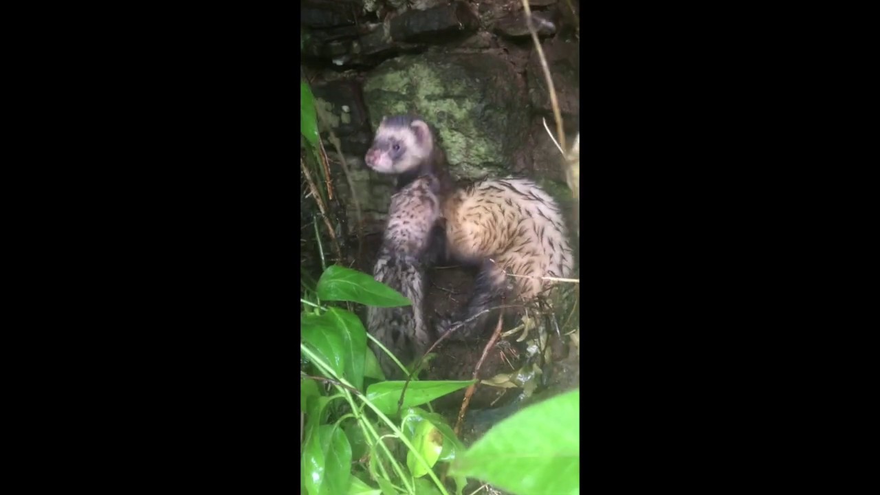 Rare Polecat Family Somerset, UK - YouTube