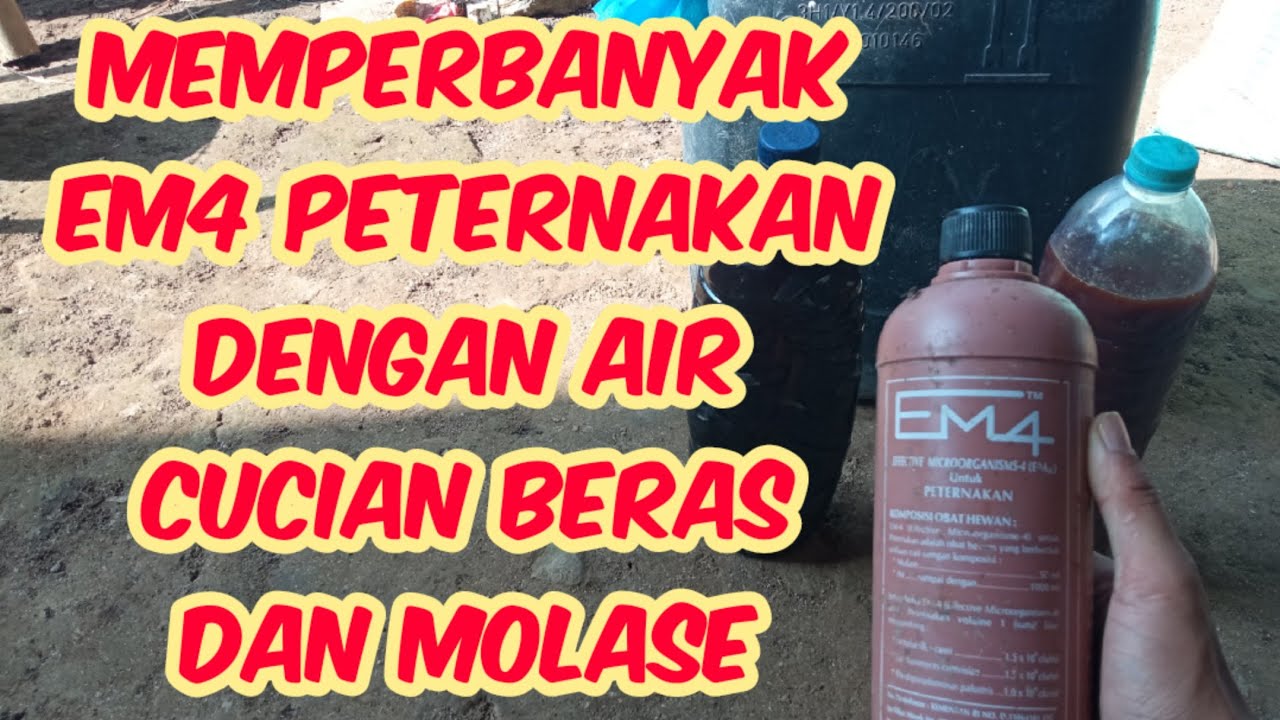 Cara memperbanyak mikroba EM4 peternakan dengan air cucian beras dan ...