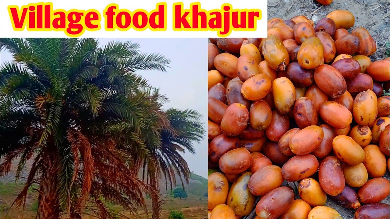 village food khajur / khajur fruit / village fruit / मेरे गाँव का खजूर ...
