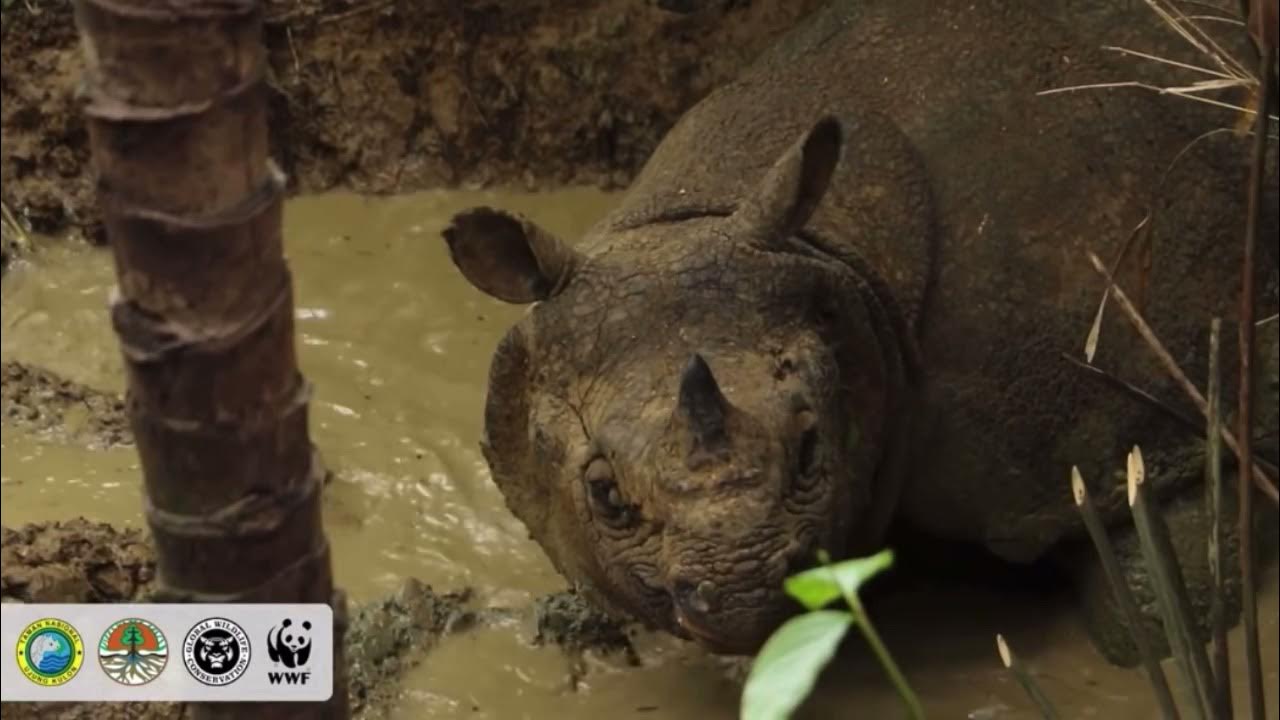Rhino 🦏 Java - YouTube