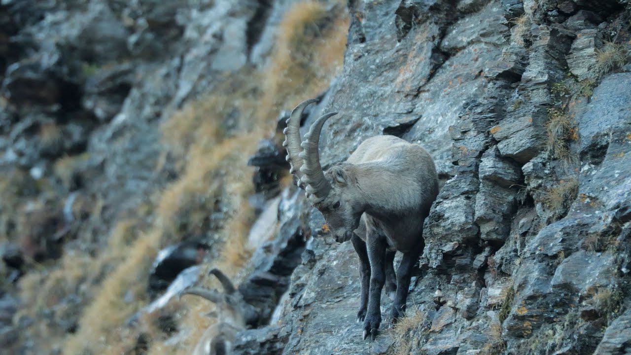Capricorn standing on rock face l Steady Shot (4K) - YouTube