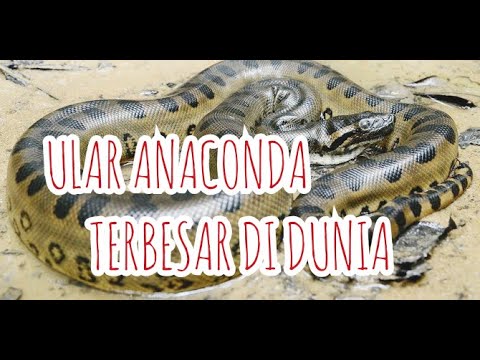 ULAR ANACONDA YANG PALING BESAR DI DUNIA MASIH ADA GARAGA - YouTube