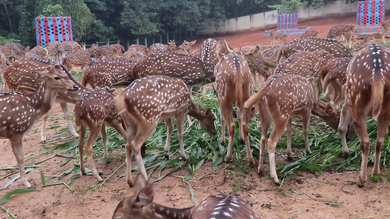 হরিণের খামার - Most beautiful Deer Team ~ Deer is so Cute Animal - YouTube
