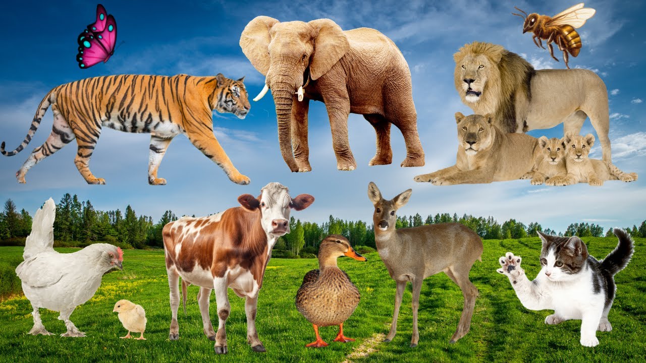 Ecosystems and the Importance of Animals: Cow, Chicken, Cat, Bee ...