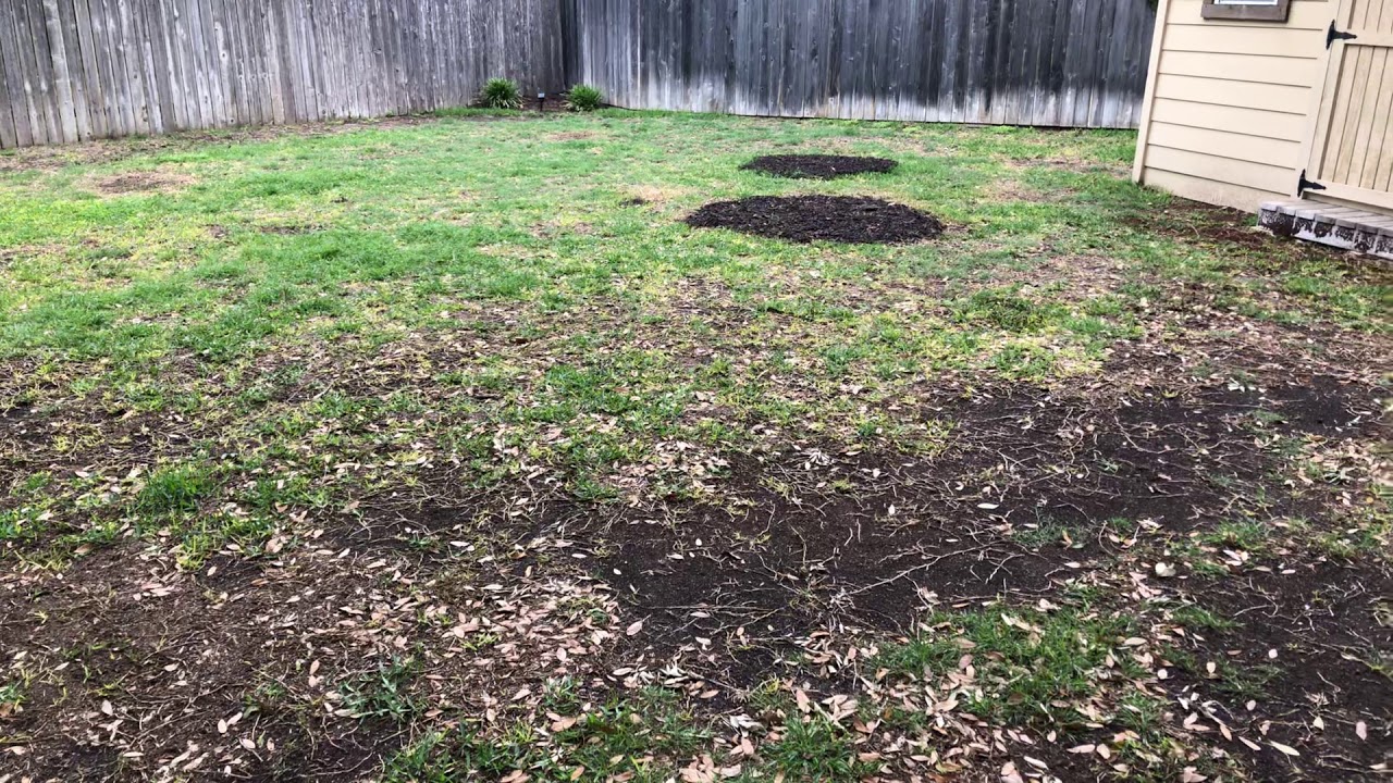 Gray Leaf Spot & Take All Root Rot ST Augustine - YouTube