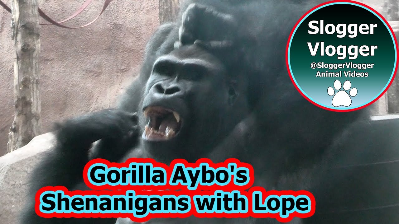 Aybo's Mischievous Antics with Gorilla Lope - YouTube