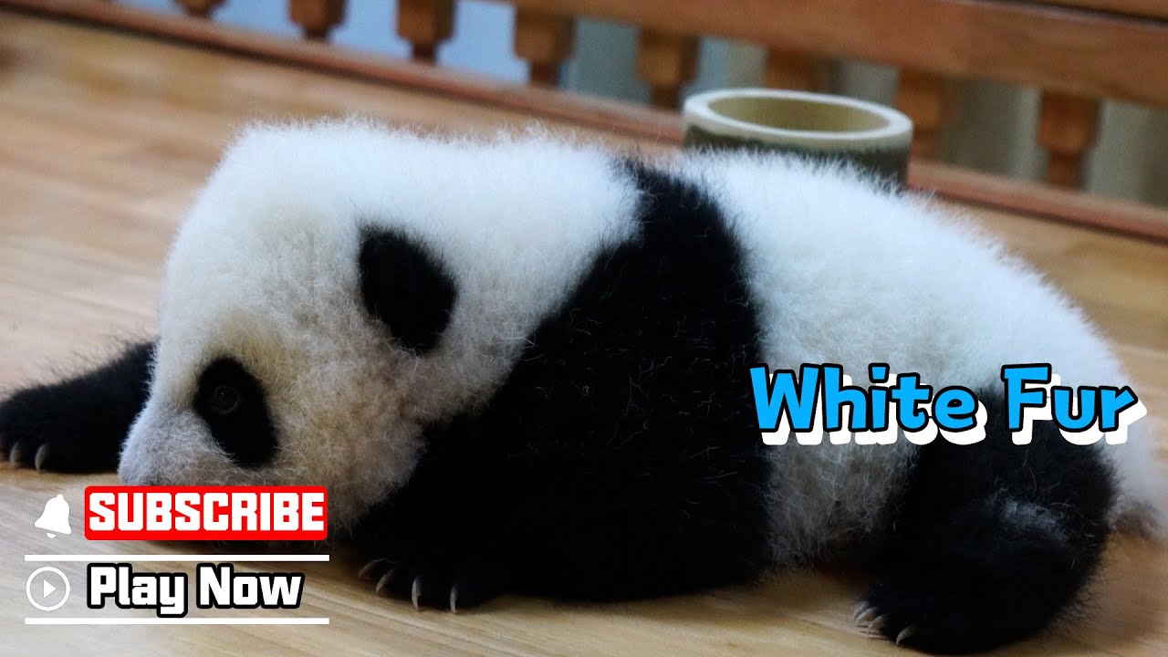 Newborn Panda With A Unique Mark On Its Right Leg | iPanda - YouTube