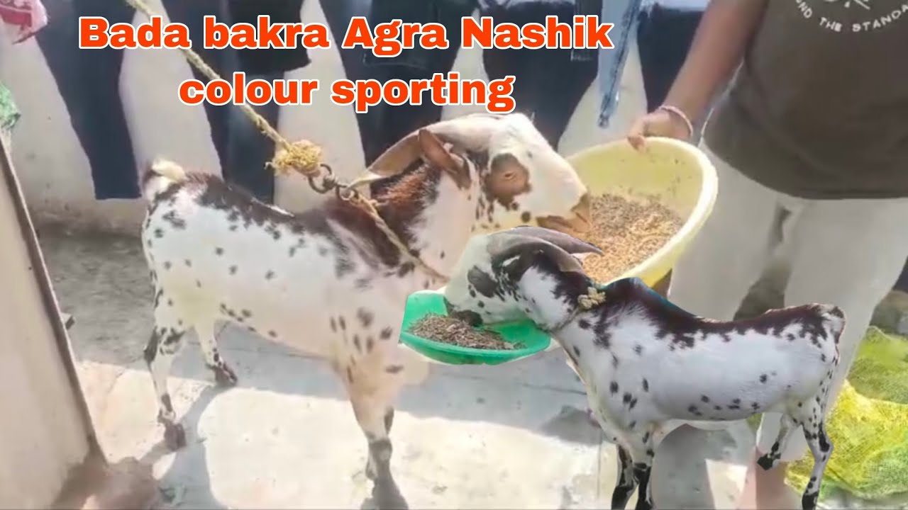 Bada bakra Agra Nashik colour sporting male available - YouTube