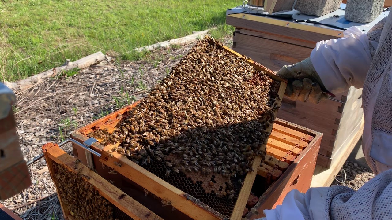Beekeeping. Swarm preparations or supersedure cells? - YouTube