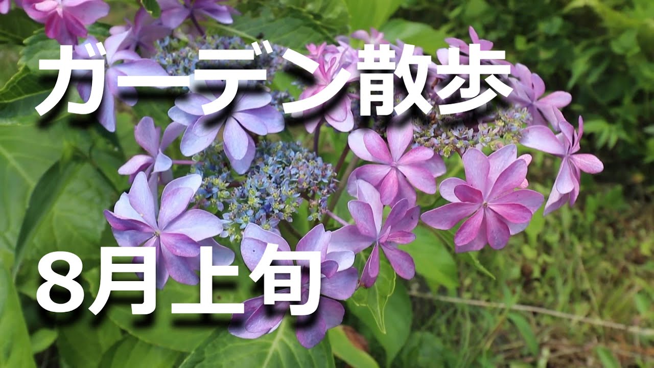 ＜ガーデン散歩 2023/8 上旬＞etsuko field - YouTube