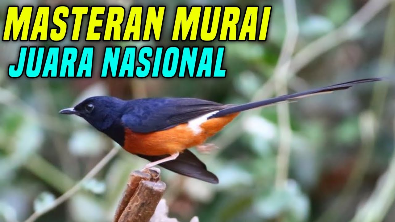Masteran burung murai juara nasional tembakan ganas | Suara Burung ...