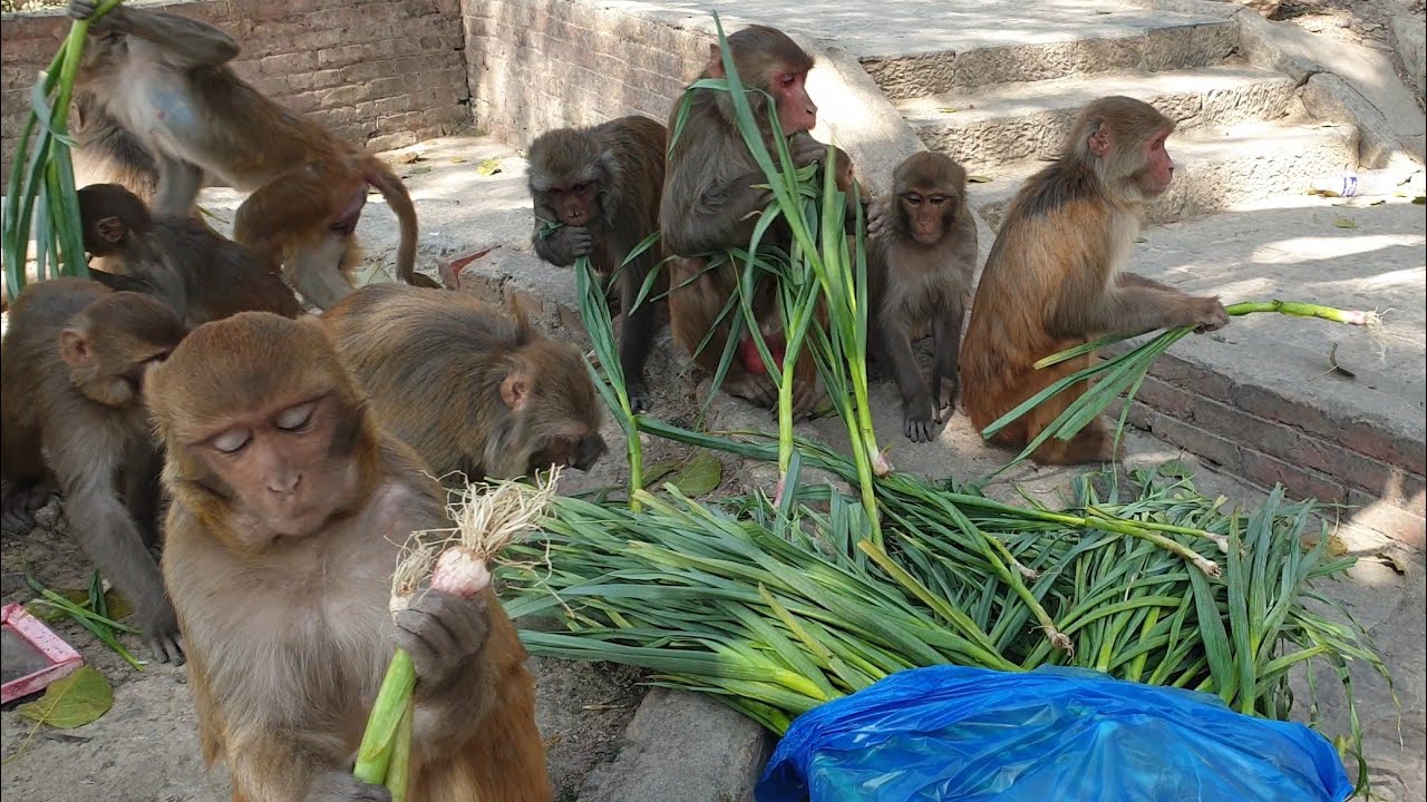 Green garlic and cauliflower party for monkeys families || monkey video ...