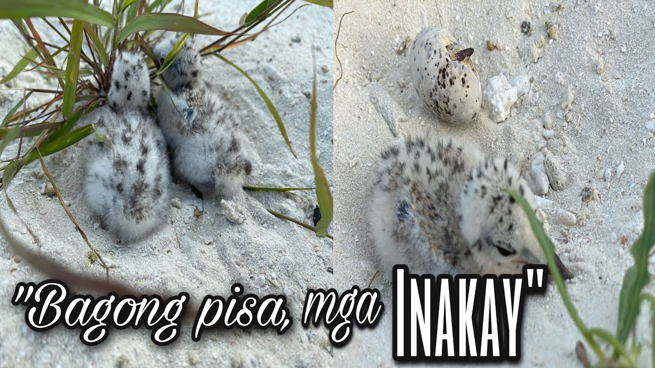 Seabird Hatchling || Islanders || The Maldives - YouTube