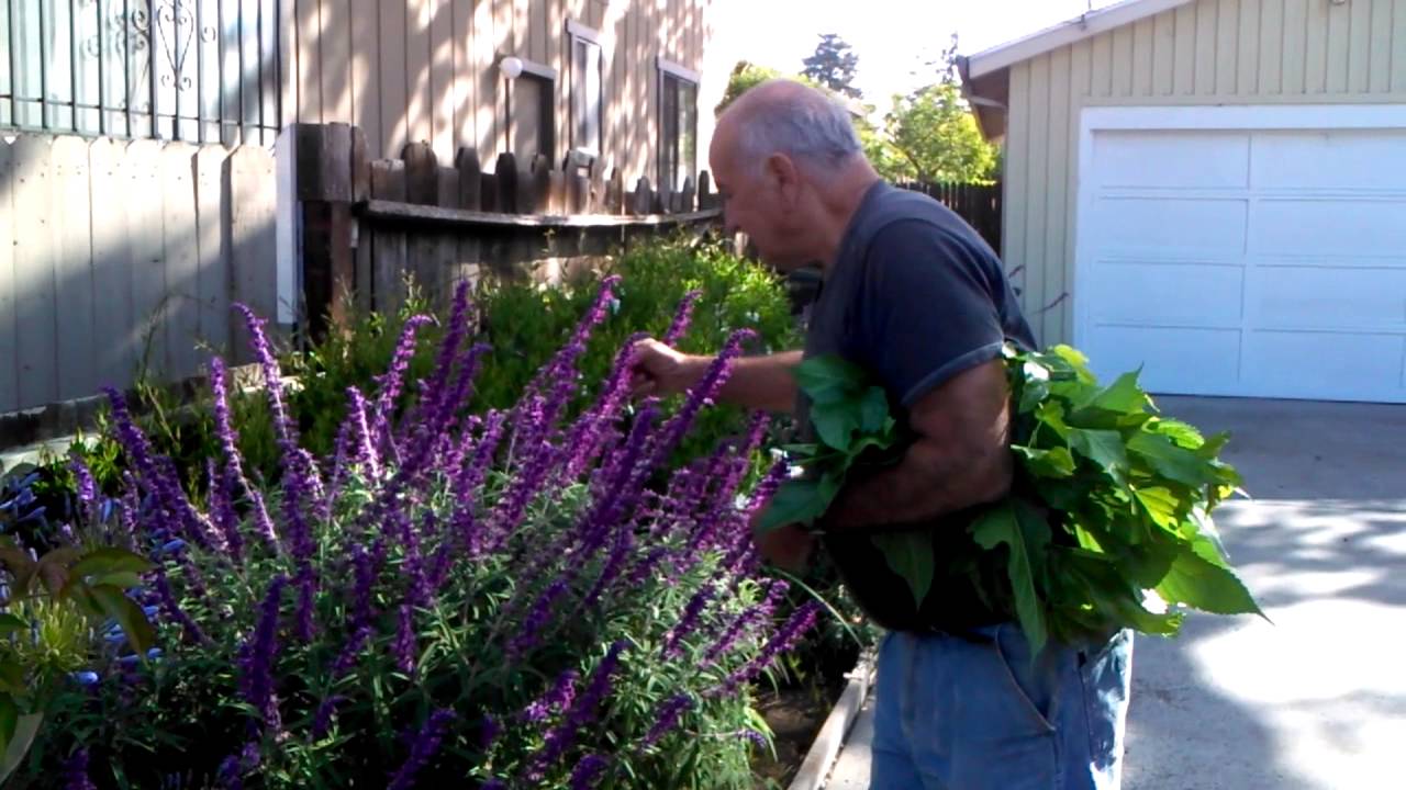 Bee sting ouch - YouTube