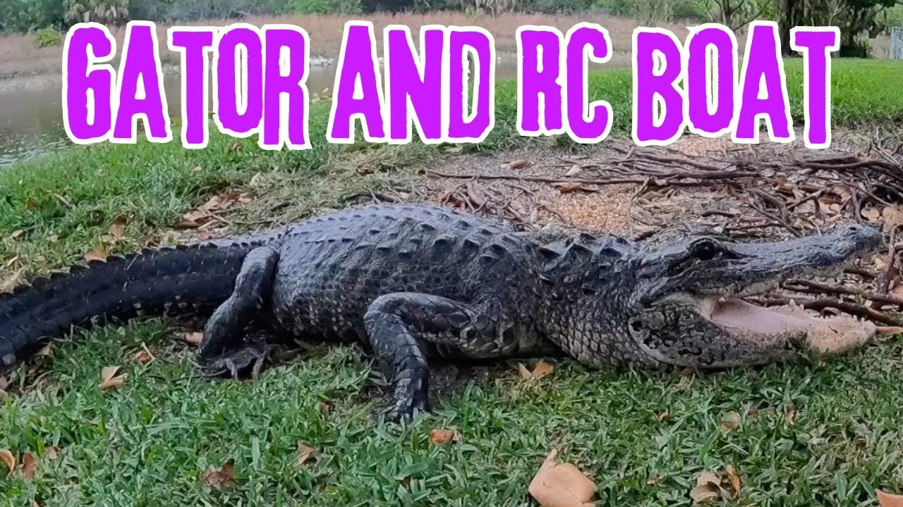 GATOR AND RC BOAT - YouTube