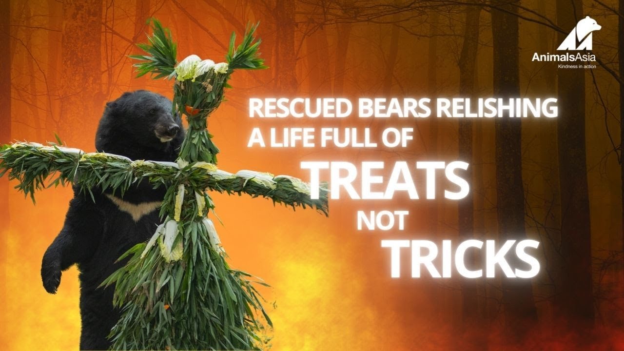 Rescued Bears Relishing A Life Full Of TREATS, Not TRICKS 🎃🐻 Sanctuary ...