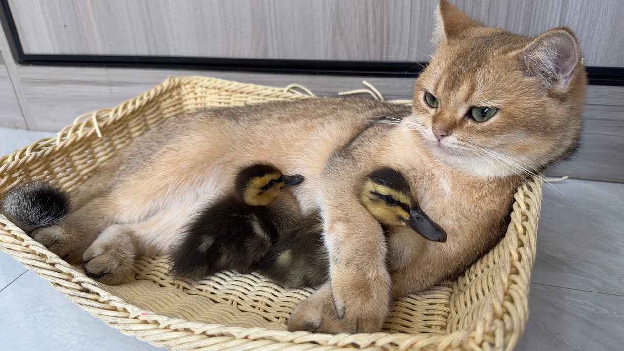 so cute! The mother duck hugs her duckling tightly to sleep. Cute and ...