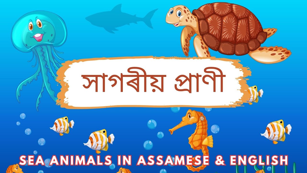 সাগৰীয় প্ৰাণী - Sea Animals in Assamese & English - YouTube