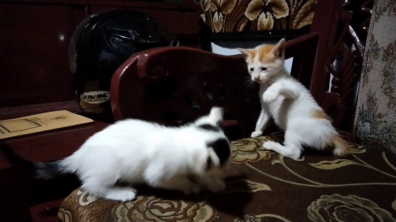 kucing bercanda lucu - YouTube