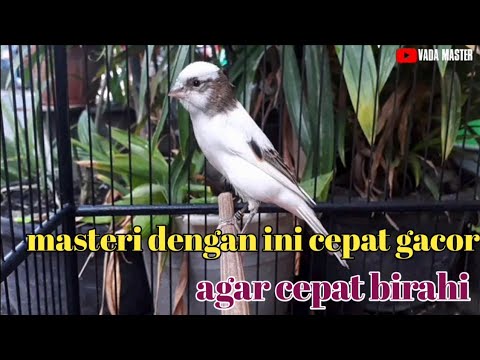 masteran burung kenari agar mudah birahi