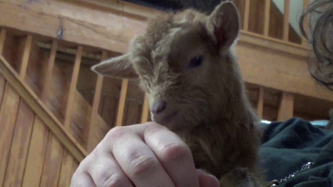 Big Red Farm- Premature Baby Goat: Raziel - YouTube
