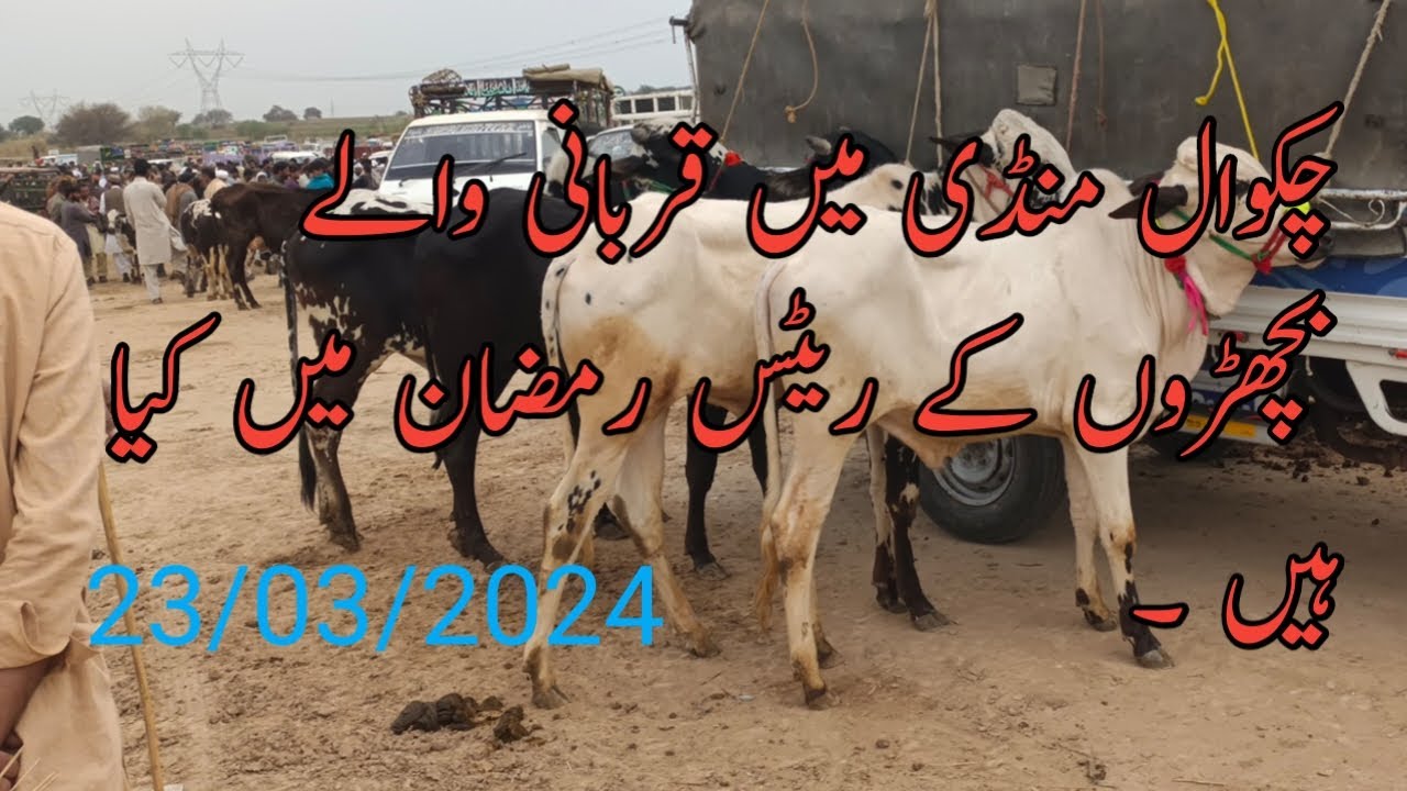 Chakwal Mandi me low price qurbani wale bachron ke price information ...