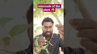 internode of plants ☘️