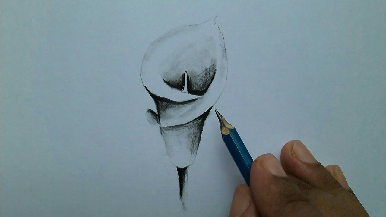How to draw a Calla Lily sketch drawing step by step / Pencil drawing ...