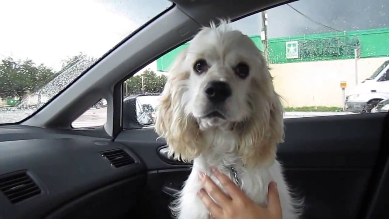 Howling Cocker Spaniel - YouTube