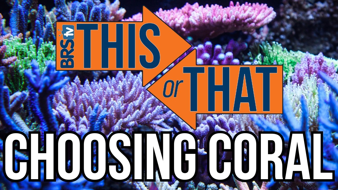 Softies vs LPS vs SPS: What Corals Are Right for YOUR Reef Tank? - YouTube
