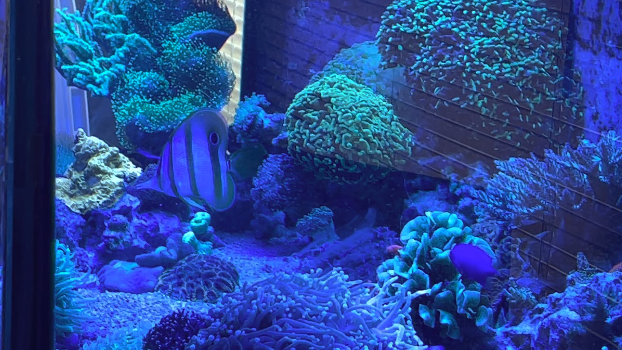 Copperband Butterfly and Yellow Tang - YouTube