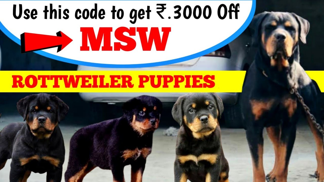 Coupon code MSD || Rottweiler puppies for sale || superb quality and ...