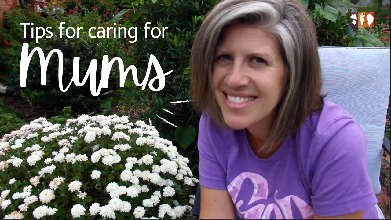 Easy Tips to Care for Mums (Chrysanthemums) - YouTube