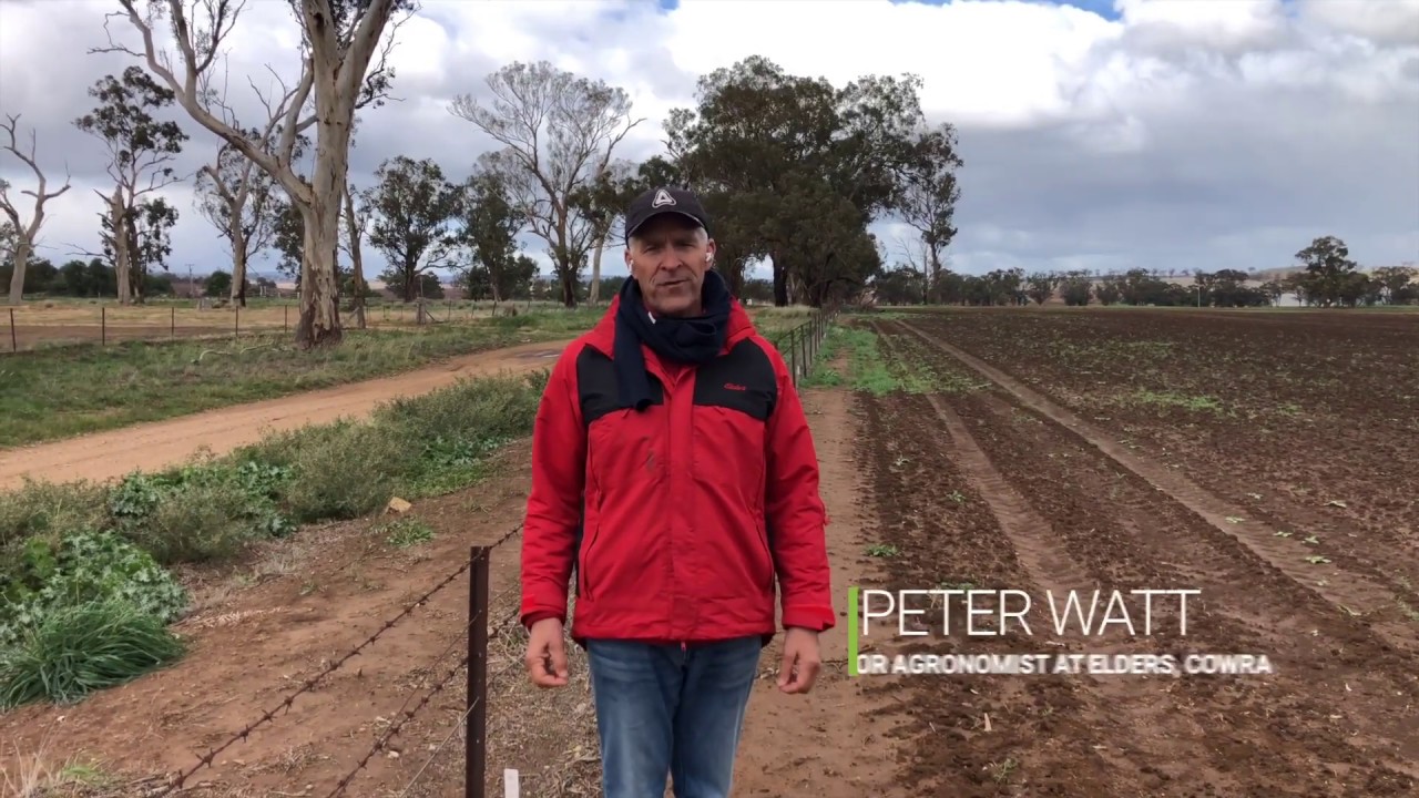 Peter Watt, Senior Agronomist at Elders Cowra - Uragan Fenceline ...