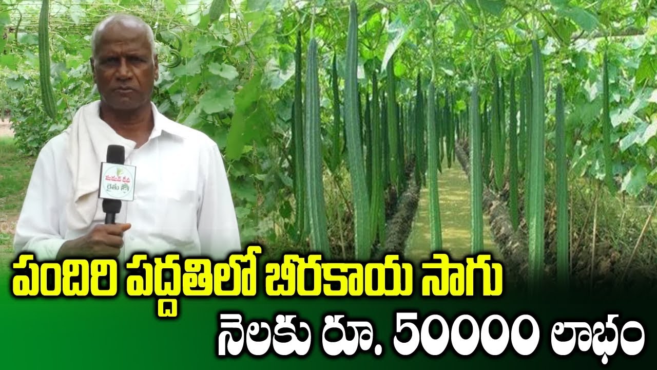 Ridge Gourd Farming || Cultivation Of Ridge Gourd Through Pendal System ...