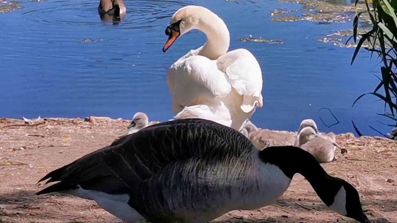 Ducks, swans and lunch..... Embrace nature with us this week ️ Liden ...