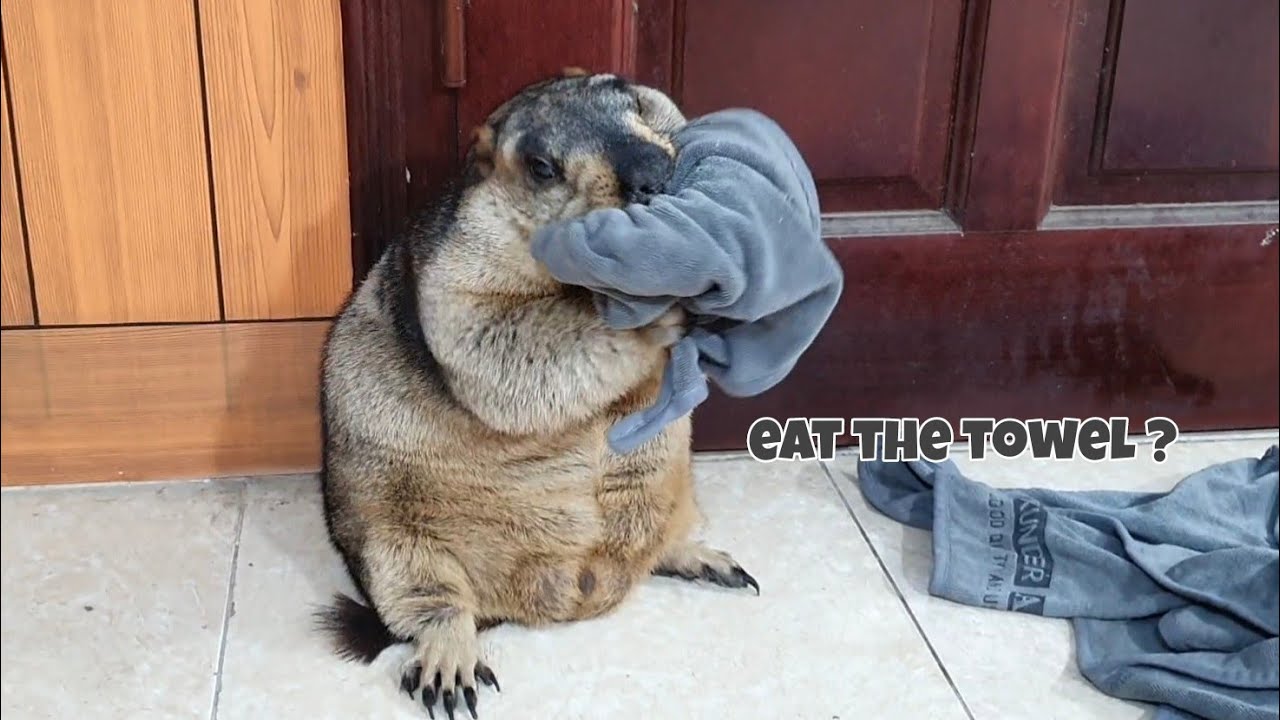 hard worker marmot collecting towels - YouTube