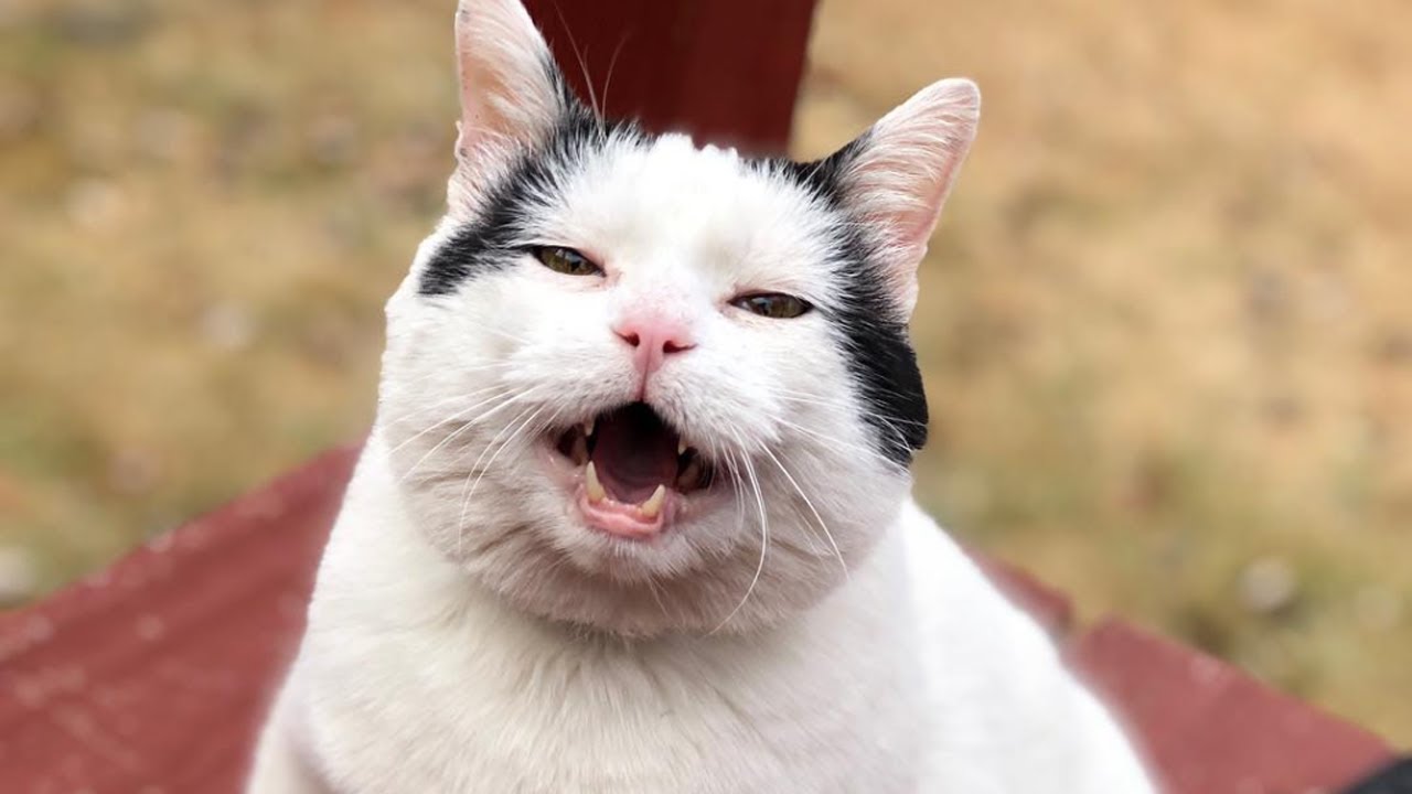 Lt Dan Cat Memes