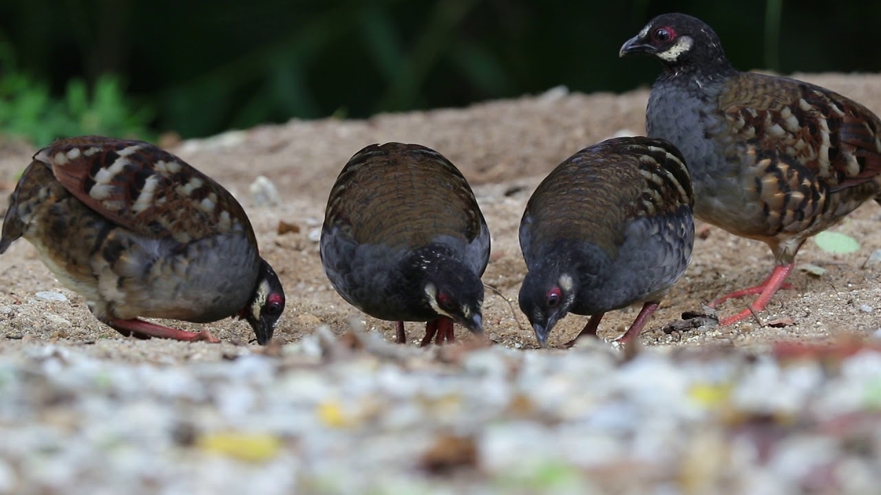 Malaysian Hill Partridge - YouTube