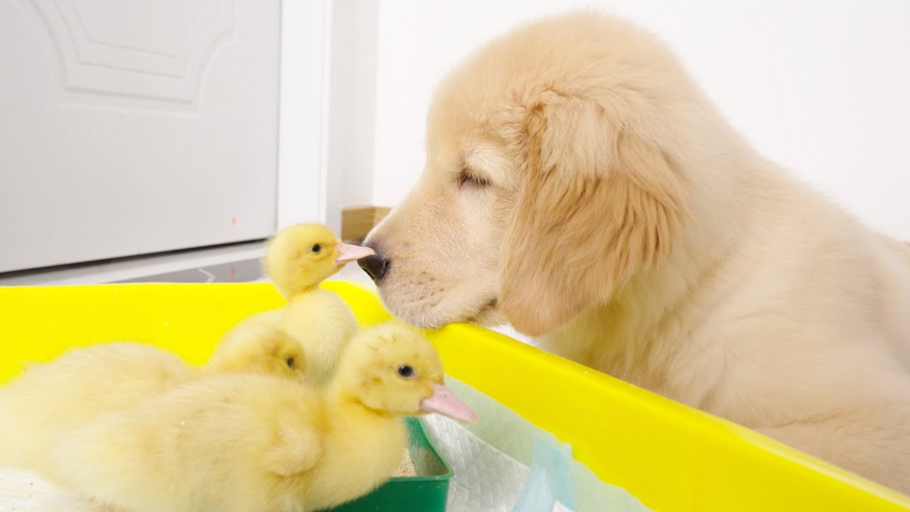Golden Retriever Puppy Madly in Love with Duckling - YouTube