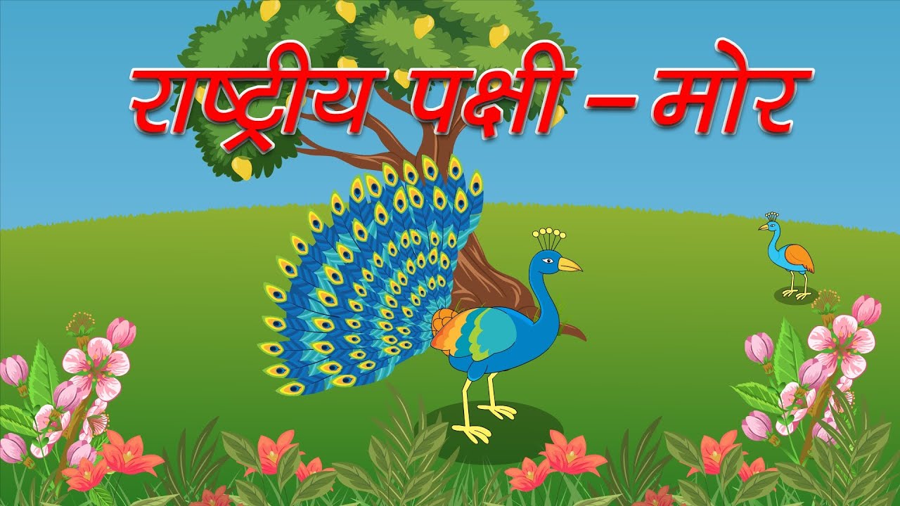 राष्ट्रीय पक्षी मोर | Rashtriya Pakshi Mor | NATIONAL BIRDS PEACOCK ...